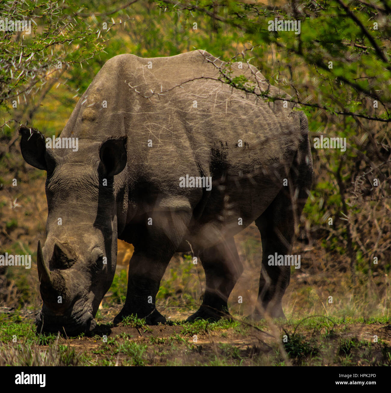 Young two horned rhino hi-res stock photography and images - Alamy