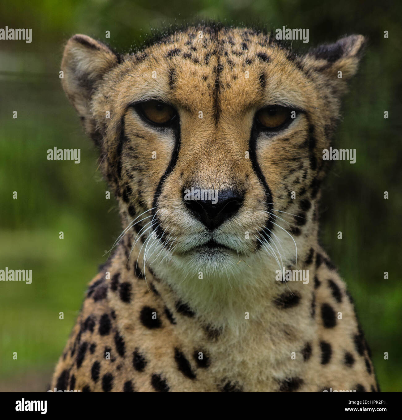 Cheeta Foto's Page 2 | Baby Cheeta Pictures | Freepik