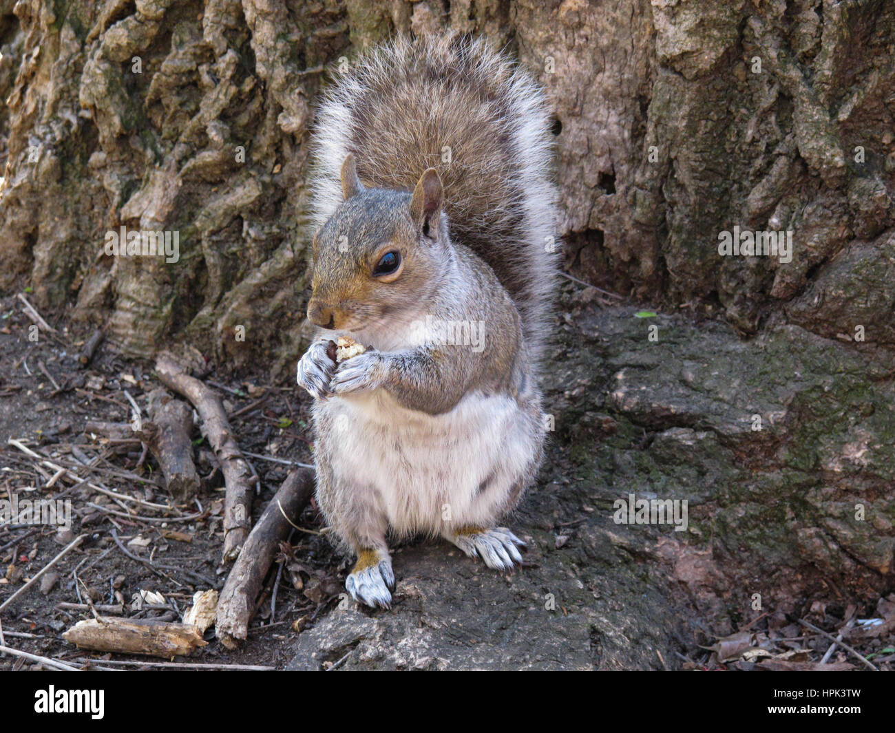 New york city squirrel hi-res stock photography and images - Alamy
