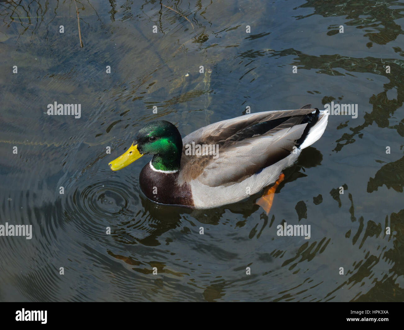 The big duck new york hi-res stock photography and images - Alamy