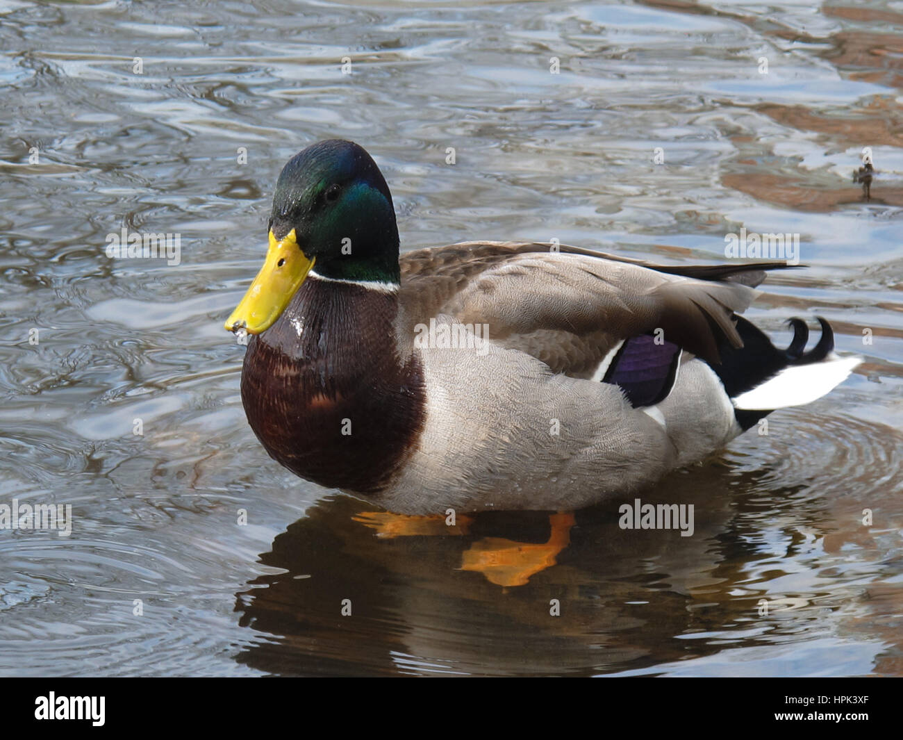 Duck in urban waters of New York City Stock Photo - Alamy