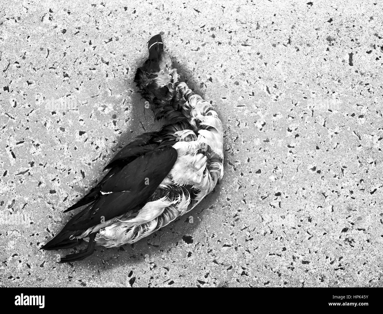 Killed dead Black and White Stock Photos & Images - Alamy