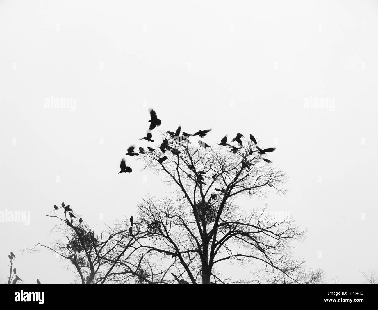 Scary crow Black and White Stock Photos & Images - Alamy