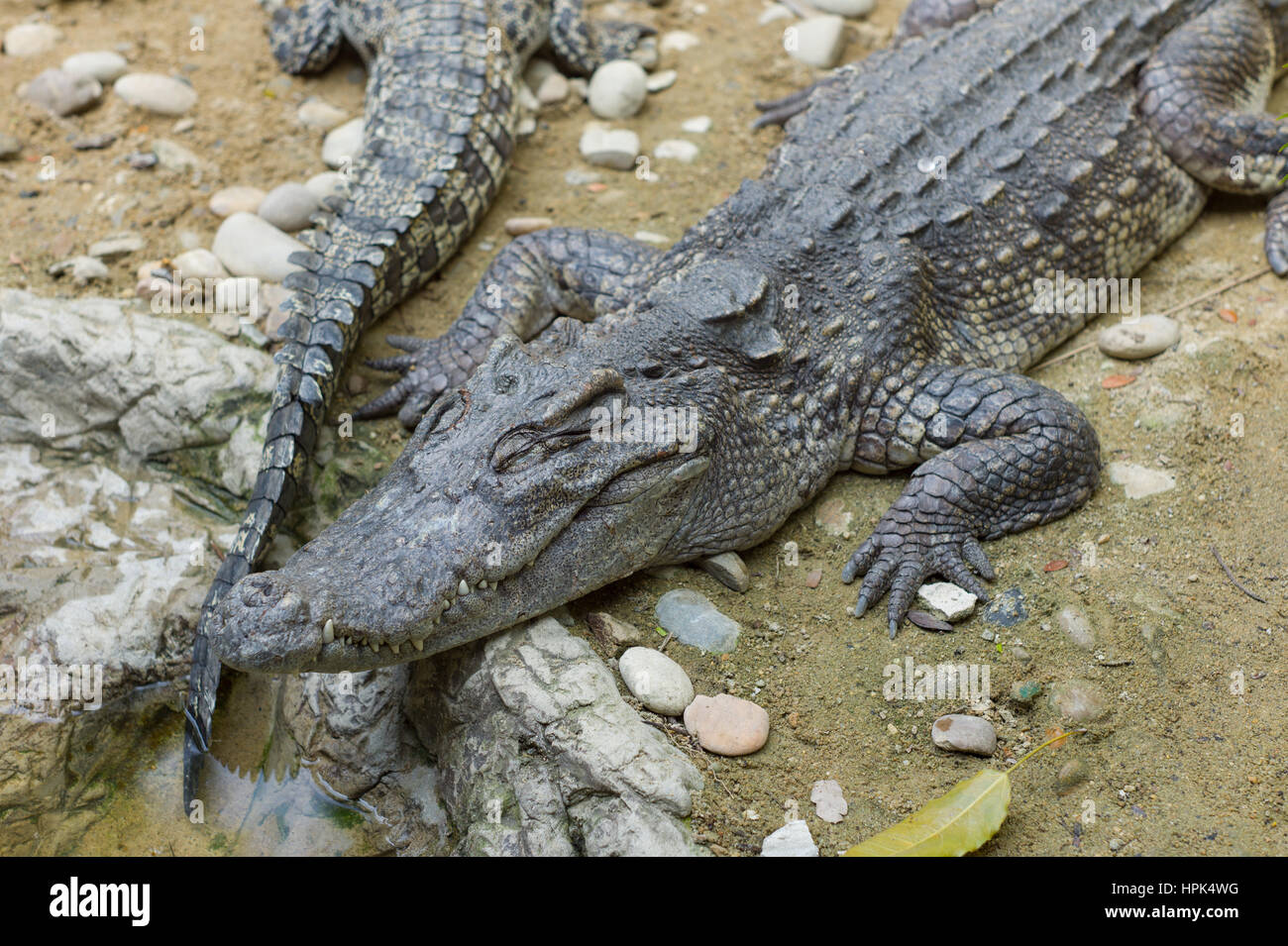 Crocodiles sleeping in zoo, Bangkok, Thailand Stock Photo - Alamy