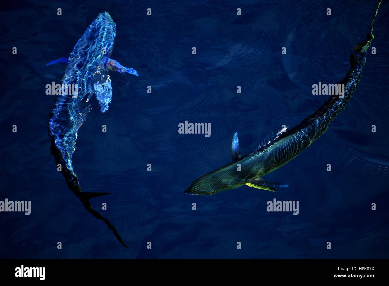 Joides resolution ship hi-res stock photography and images - Alamy