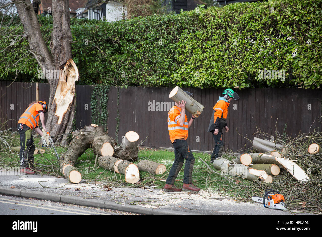 Weather brought down large tree hi-res stock photography and images - Alamy