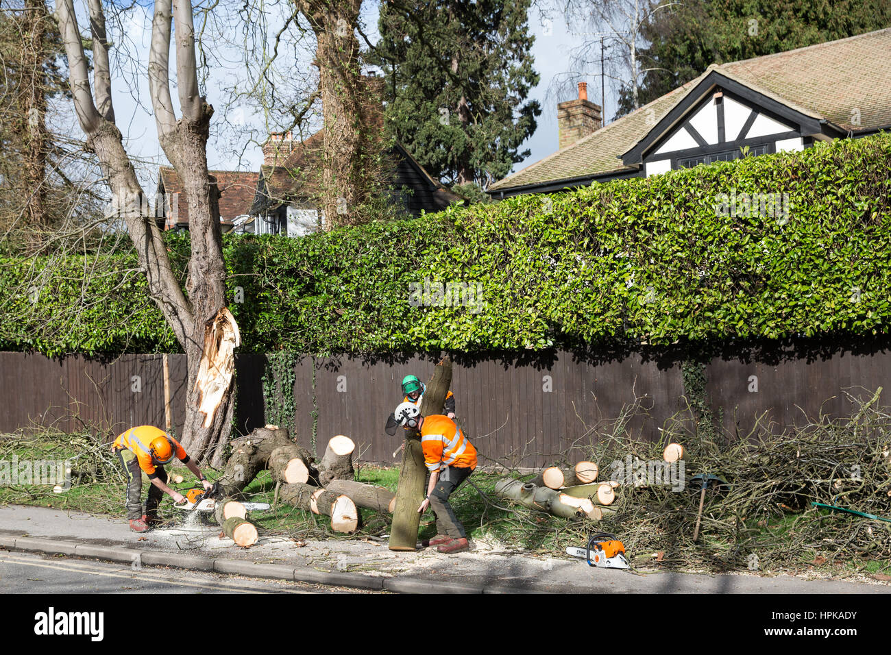 Weather brought down large tree hi-res stock photography and images - Alamy