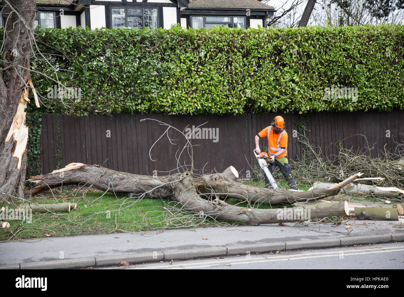 Weather brought down large tree hi-res stock photography and images - Alamy