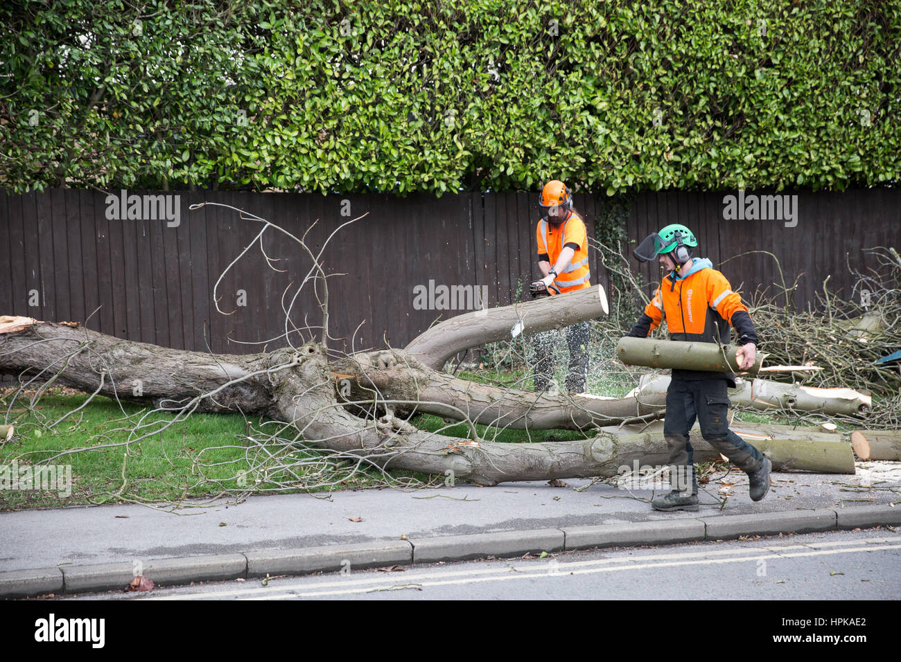 Sawing tree limb hi-res stock photography and images - Alamy
