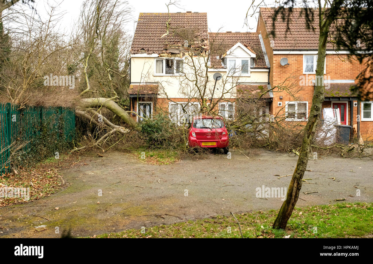 A large tree has fallen from wooded area onto house and car Stock Photo ...