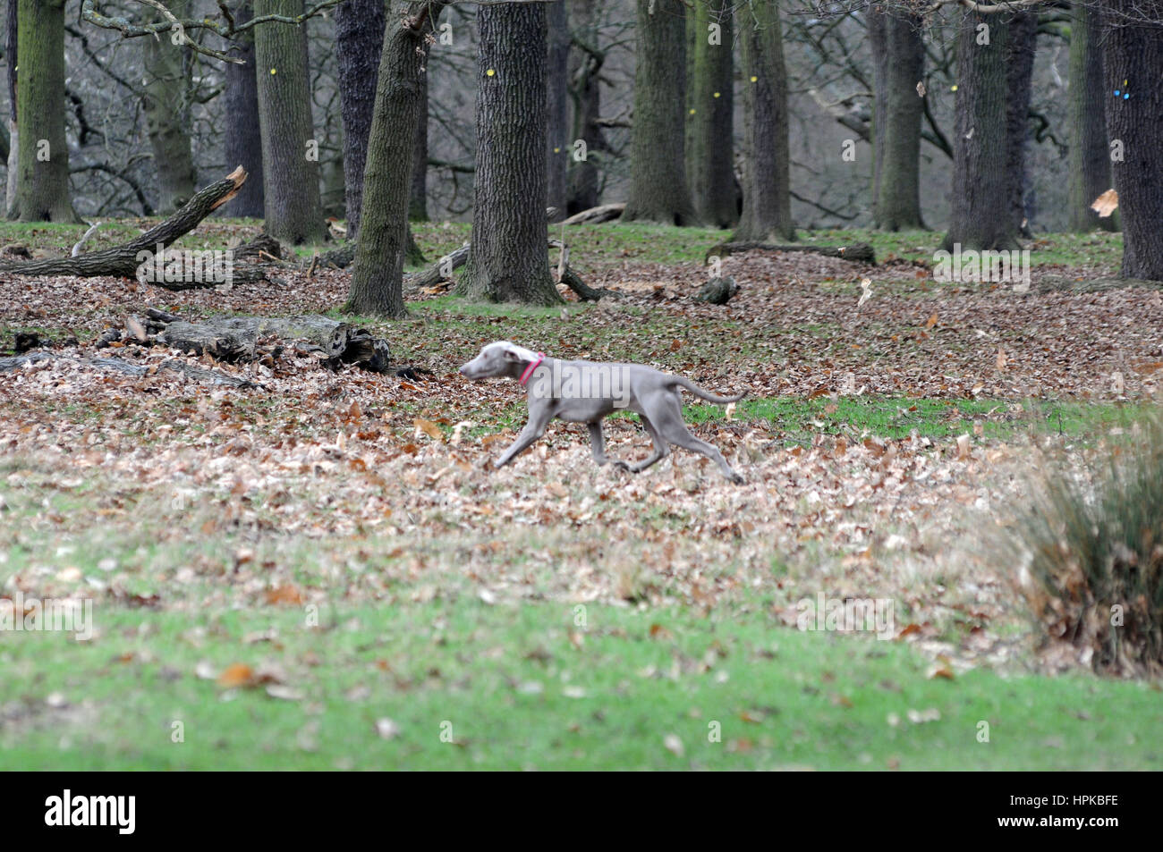 London, UK, 23 February 2017. Weimaraner silver ghost dog. Storm Doris ...