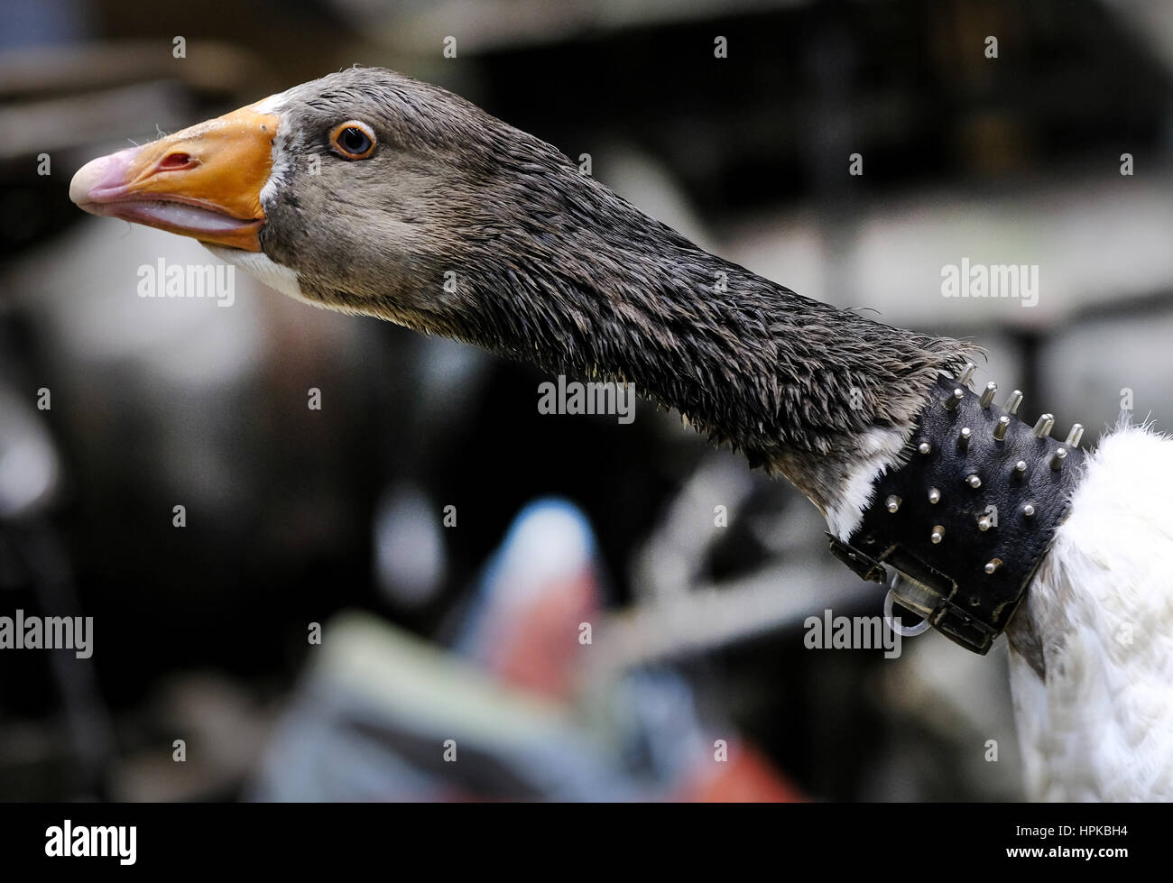 Hamburg, Germany. 23rd Feb, 2017. The goose 'Franzi' wearing a rivet ...