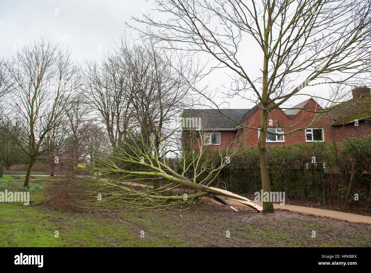 Tree roots damage pavement hi-res stock photography and images - Alamy