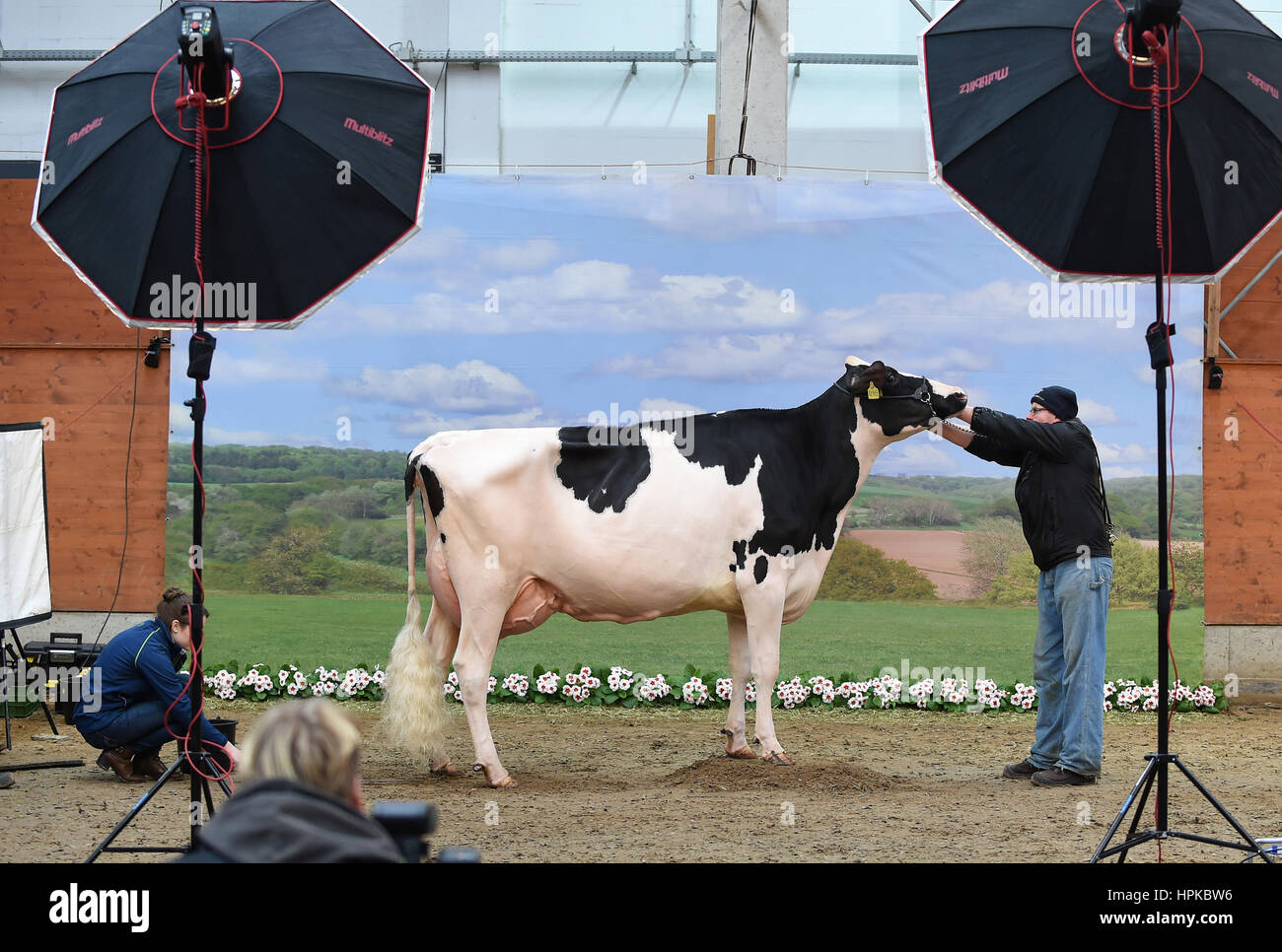 Verden, Germany. 23rd Feb, 2017. A cow stands with the cow photographer ...