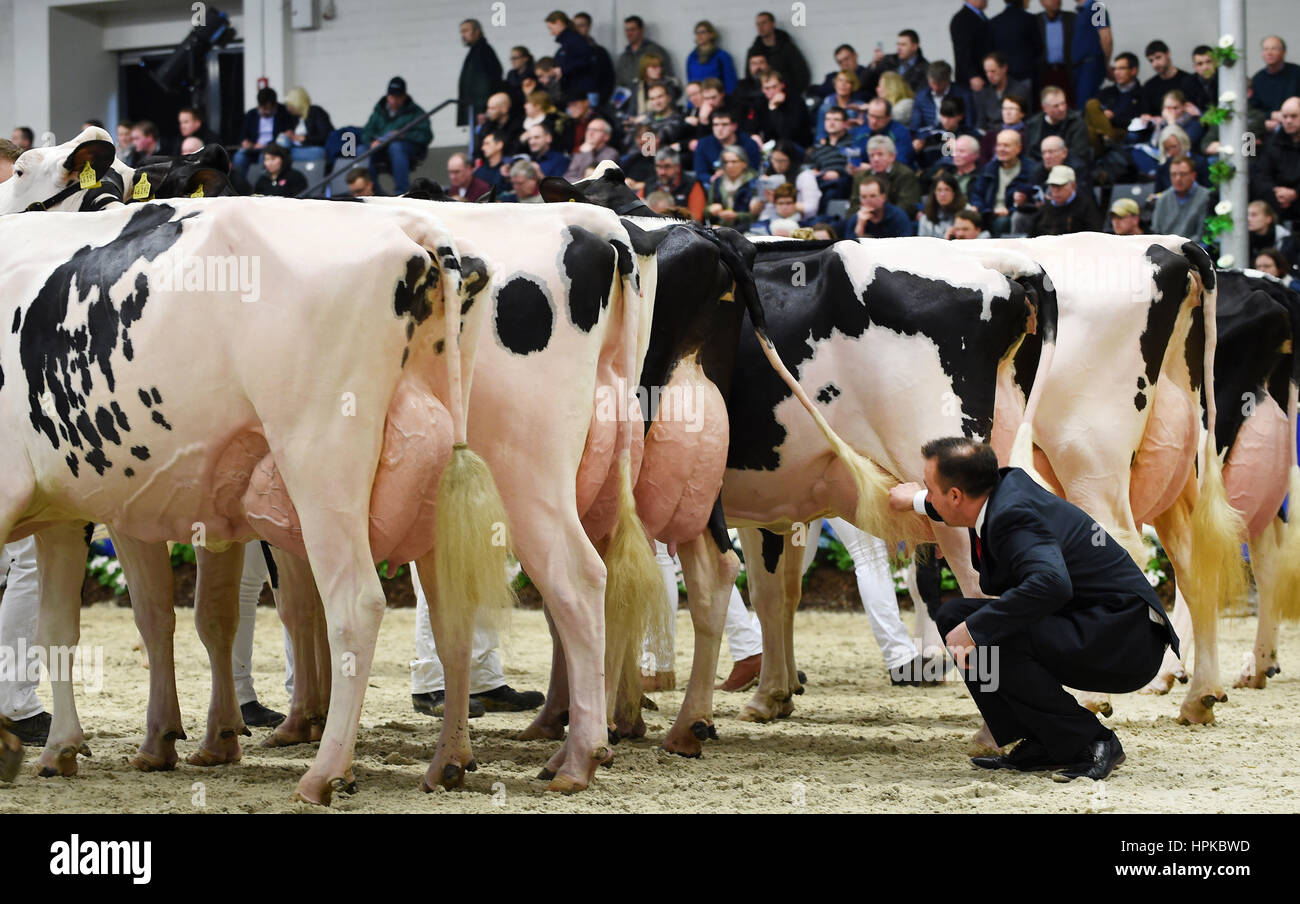 Verden, Germany. 23rd Feb, 2017. A cow judge looks at the udders of cow ...