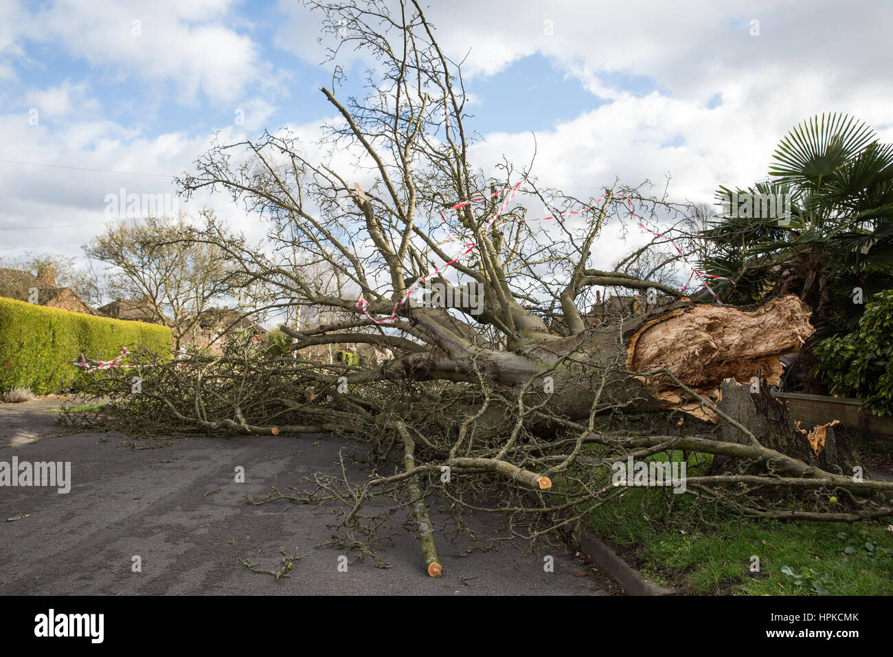 High winds fell trees hi-res stock photography and images - Alamy