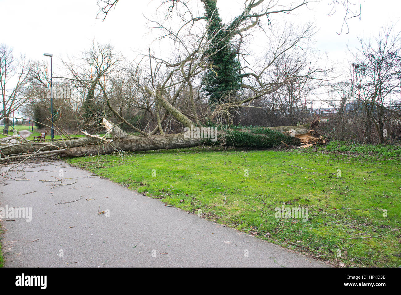 London, UK. 23rd Feb, 2017. A large fallen tree blocking access to a ...