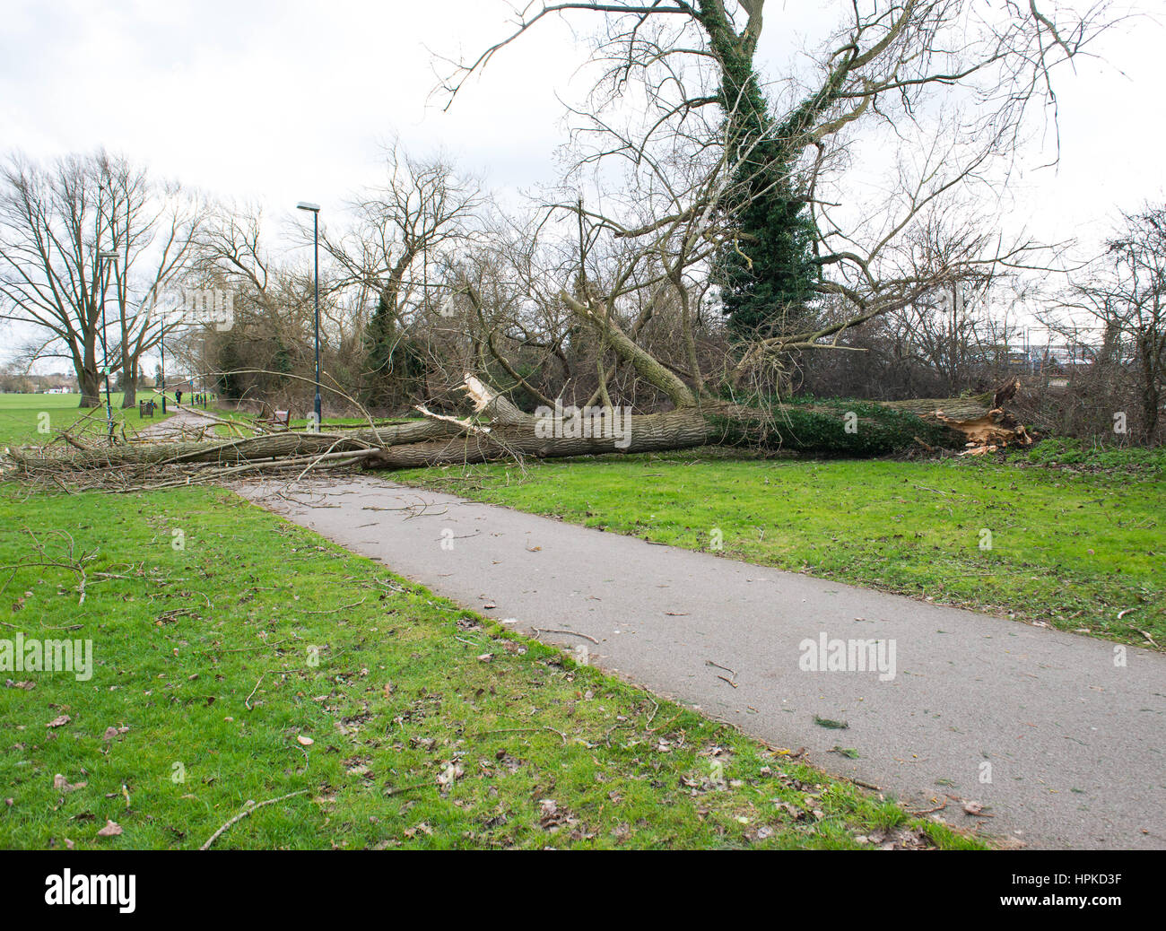 London, UK. 23rd Feb, 2017. A large fallen tree blocking access to a ...