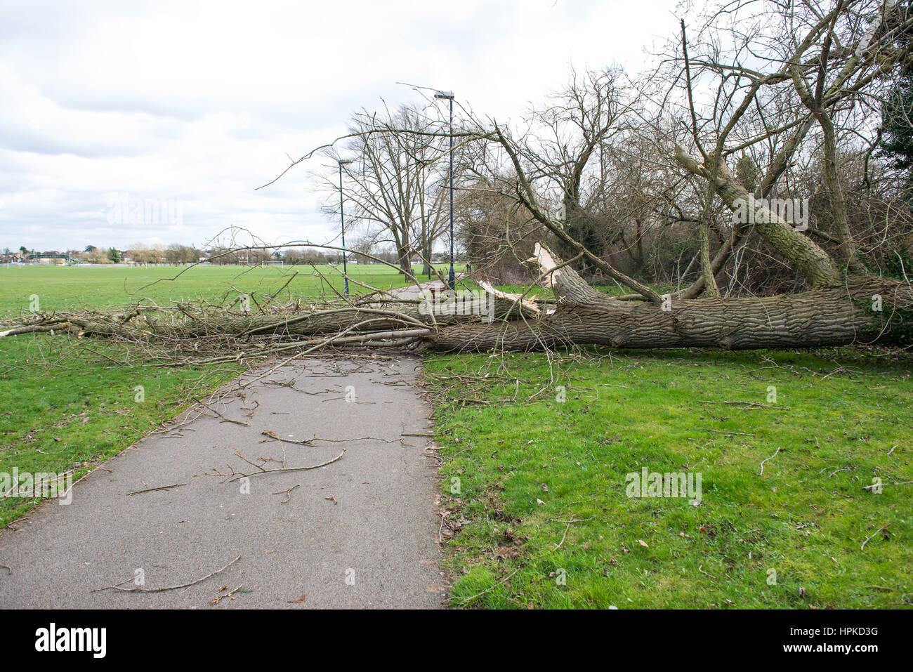 London, UK. 23rd Feb, 2017. A large fallen tree blocking access to a ...