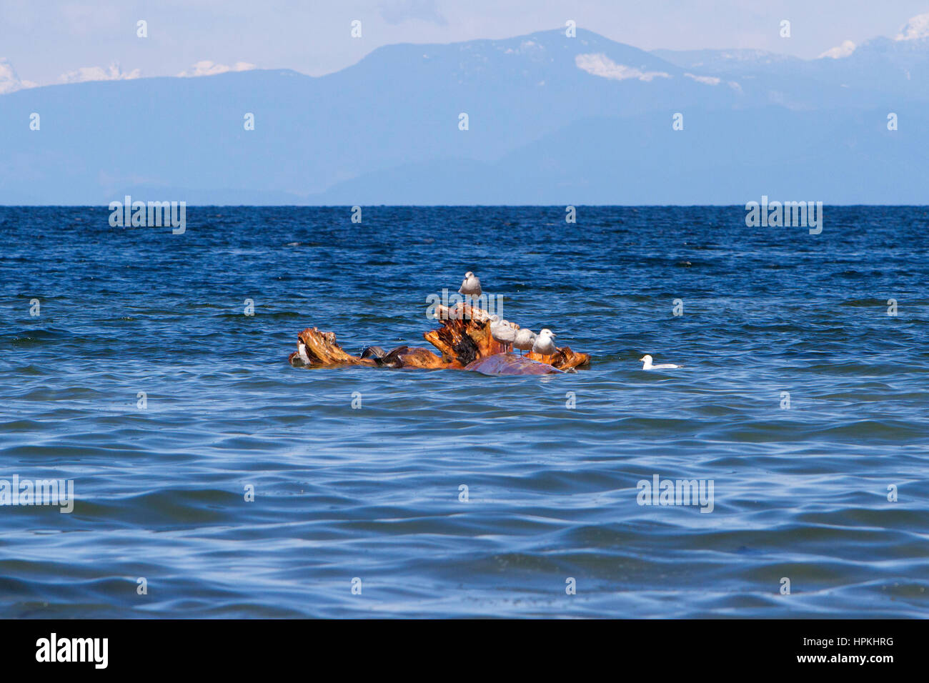 Various gulls perched on a floating deadhead (tree trunk) in the Strait ...