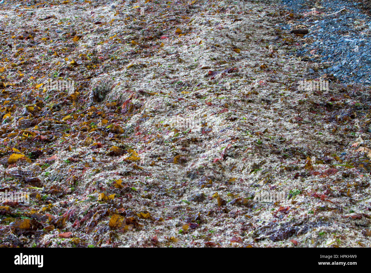 Pacific Herring (Clupea pallasii) spawn washed up along the shoreline ...