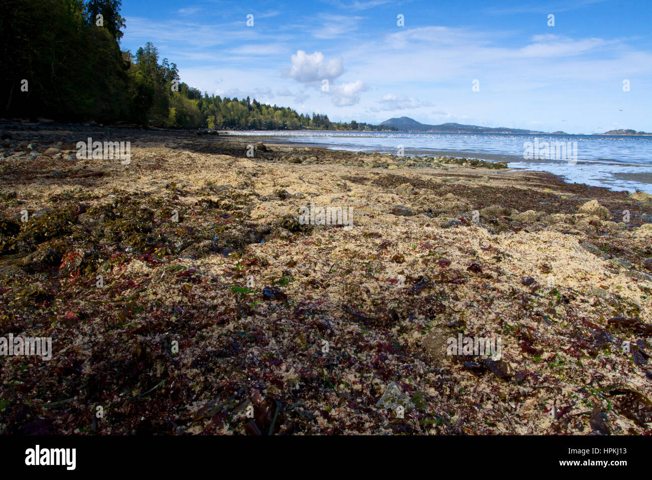 Pacific Herring (Clupea pallasii) spawn washed up along the shoreline ...
