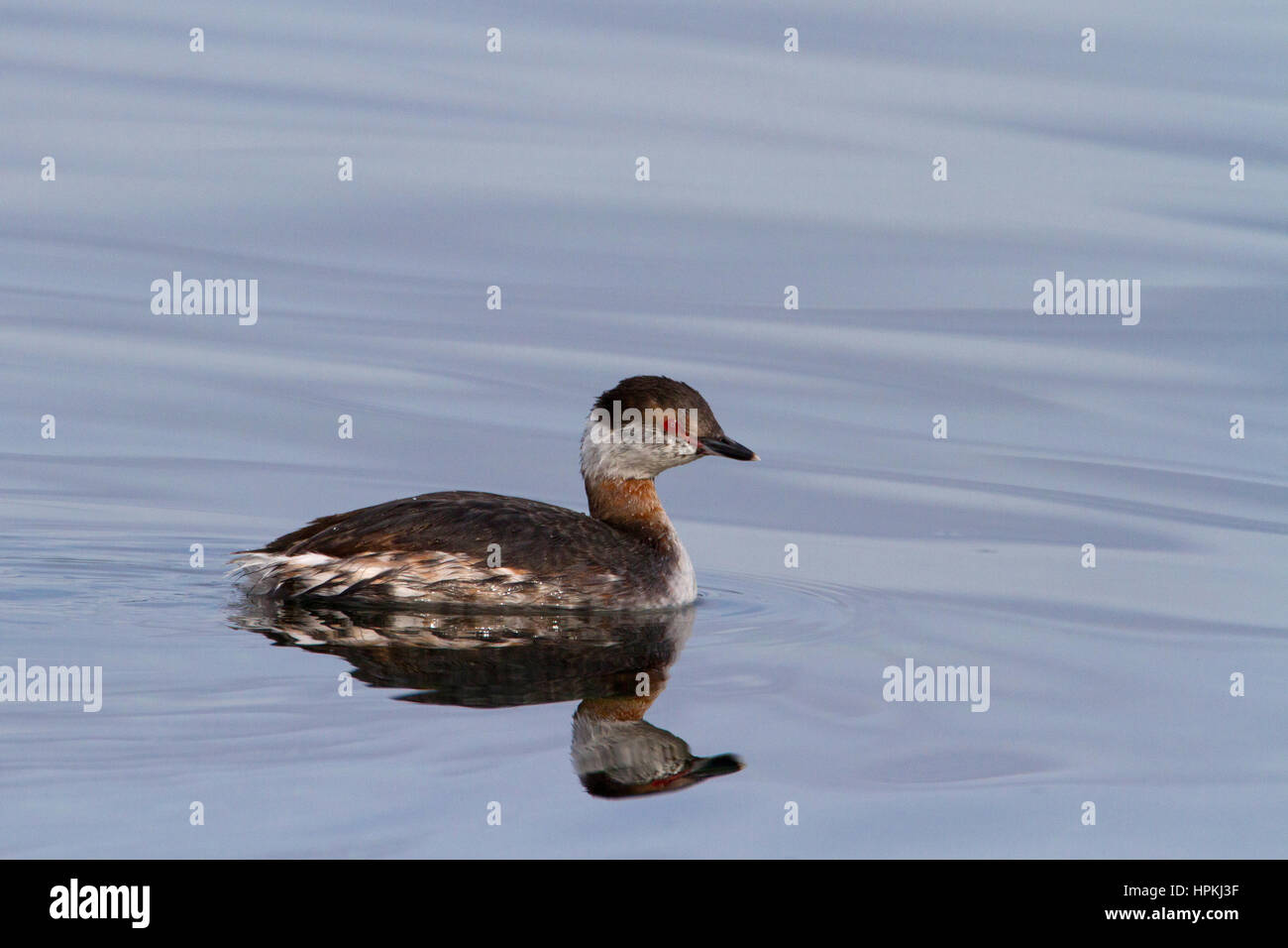 Horned Grebe (Podiceps auritus) in transition to breeding plumage at ...