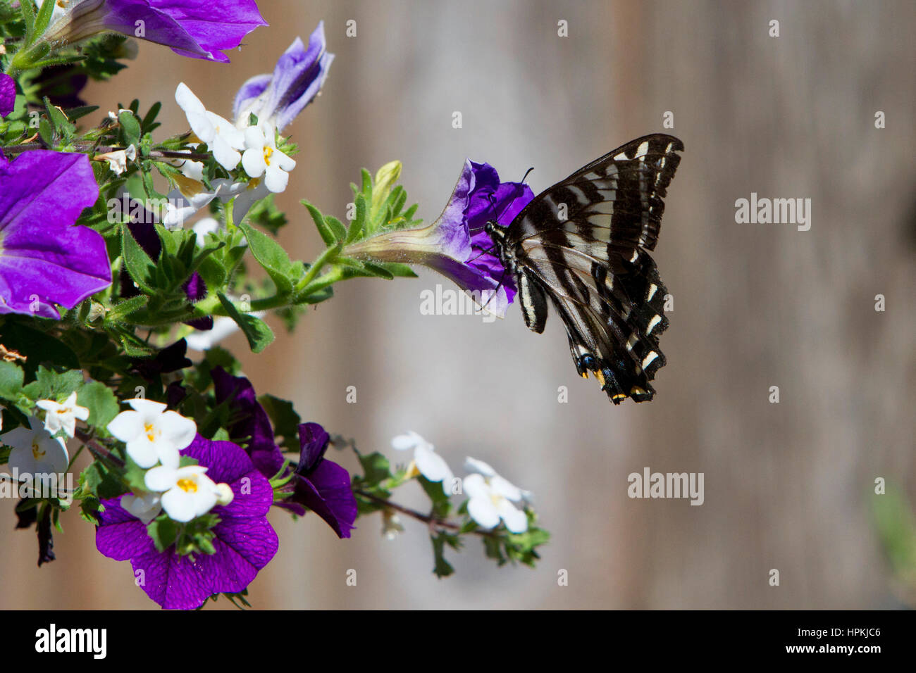 Pale Swallowtail Butterfly (Papilio eurymedon) on a Petunia flower in a ...