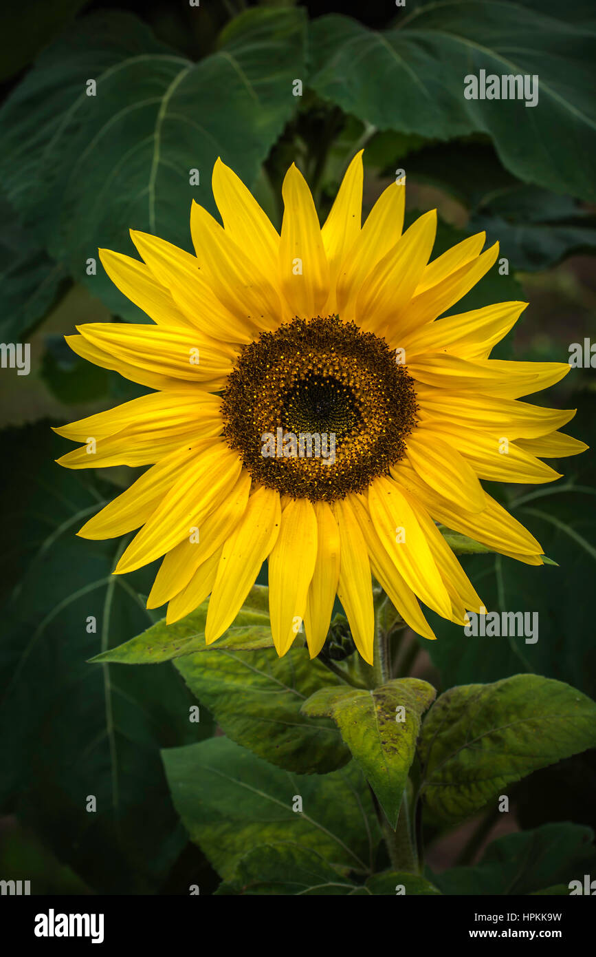 Flowers, floral, gardening. Large sunflowers in garden Stock Photo - Alamy