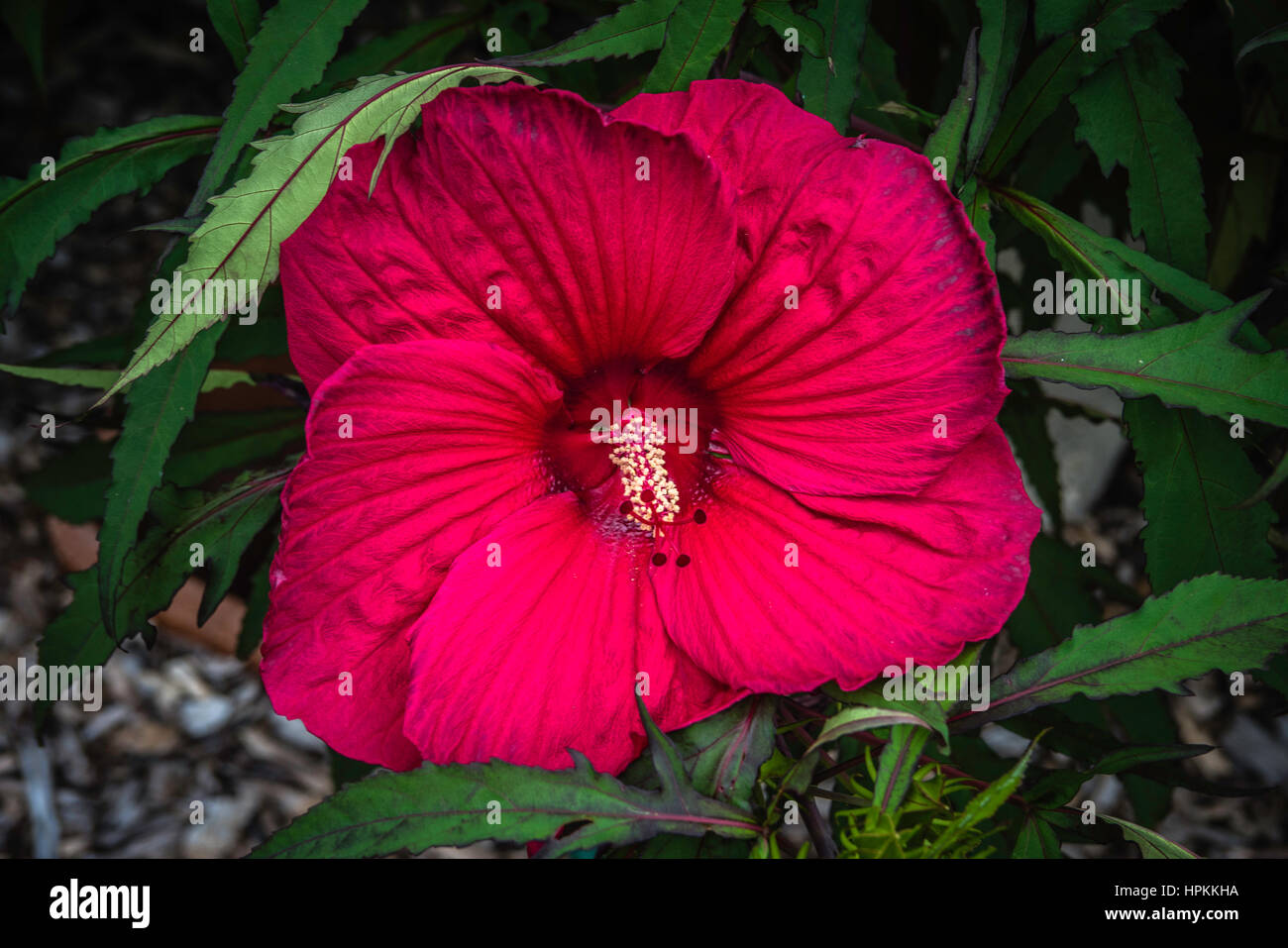 Flowers, floral, gardening Stock Photo - Alamy