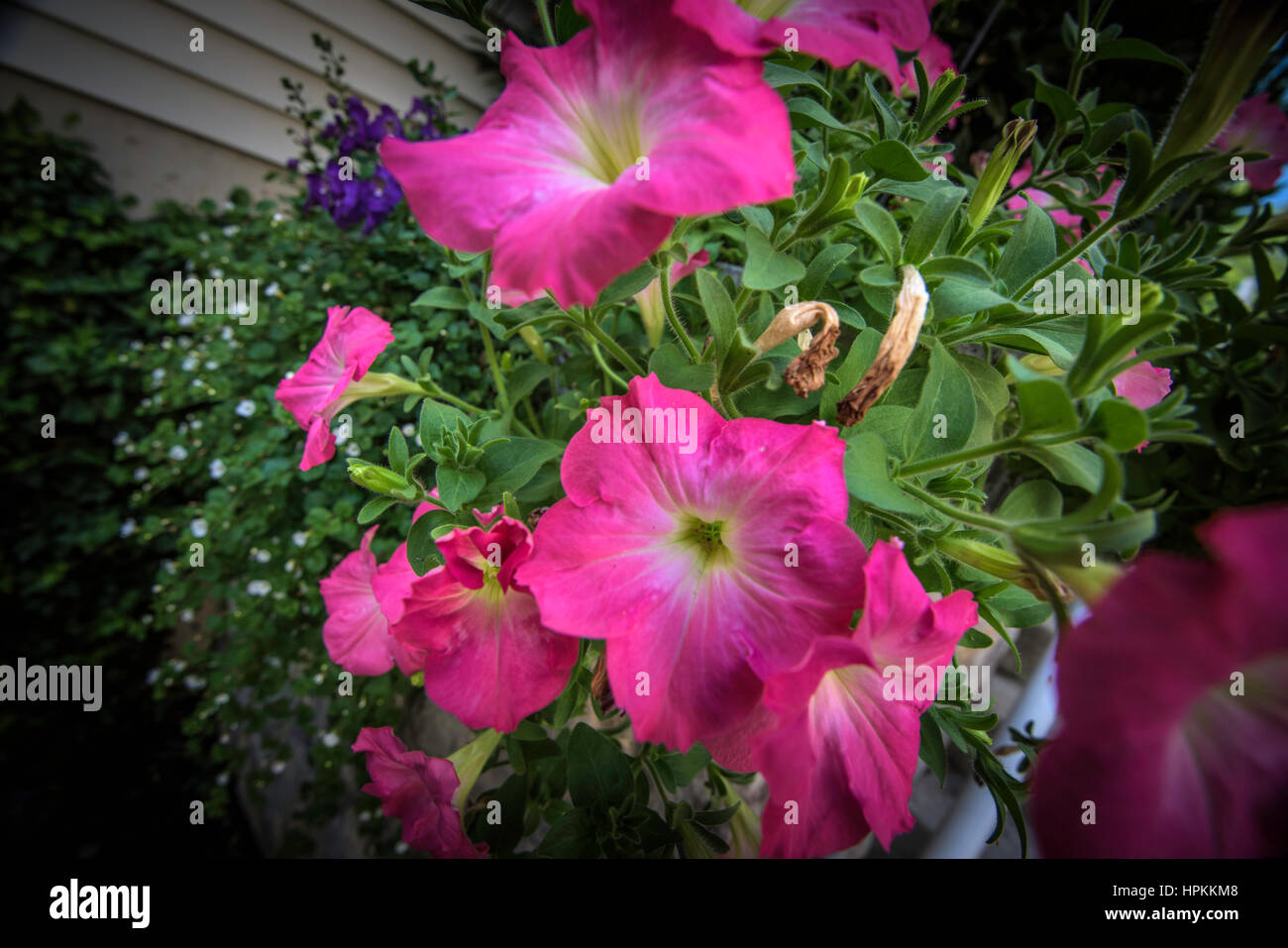 Flowers, floral, gardening Stock Photo - Alamy