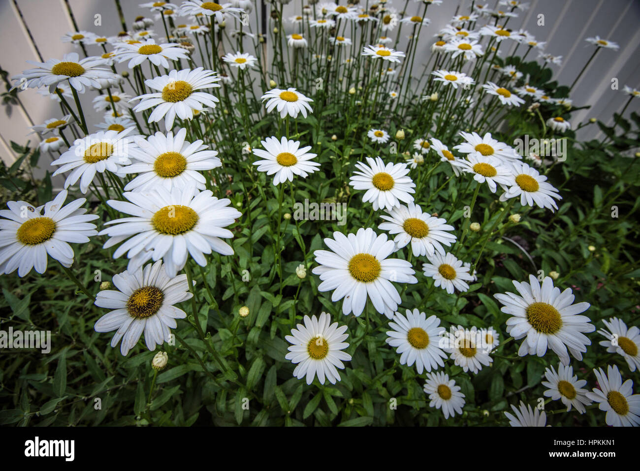Flowers, floral, gardening Stock Photo - Alamy