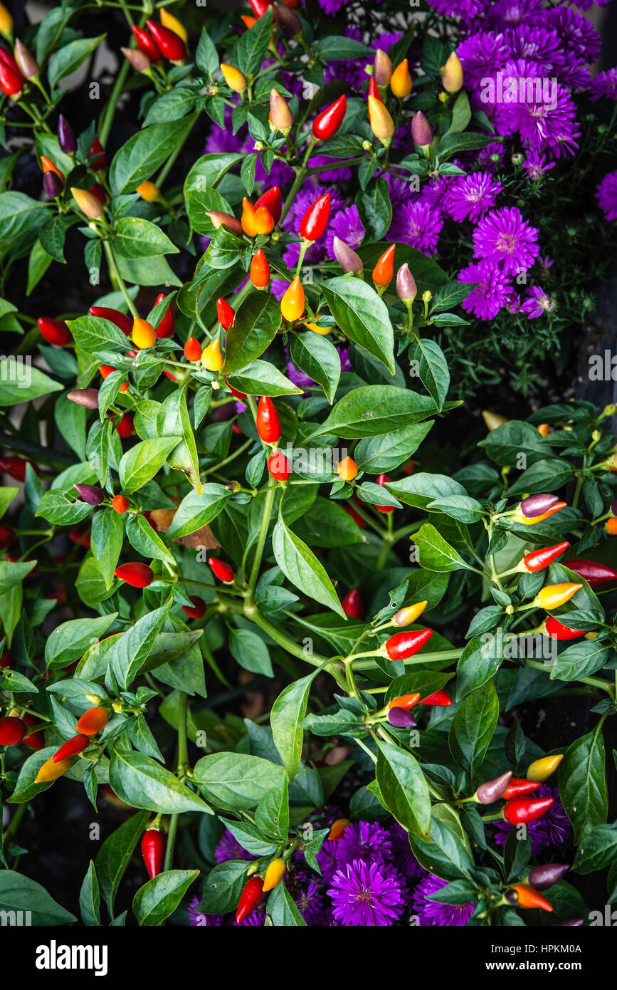 Flowers, floral, gardening Stock Photo - Alamy