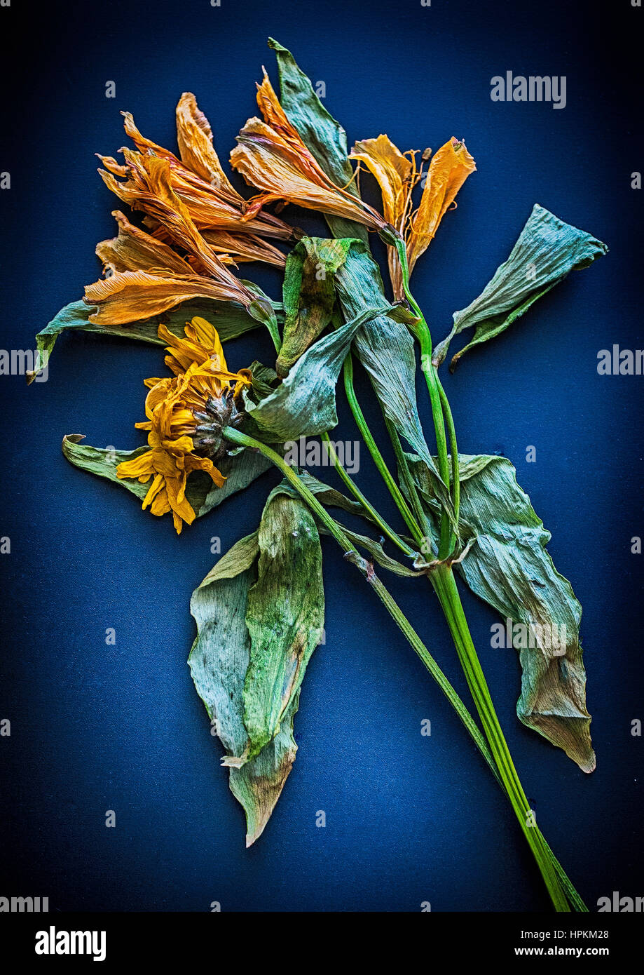 Dead Flowers, floral, gardening Stock Photo - Alamy