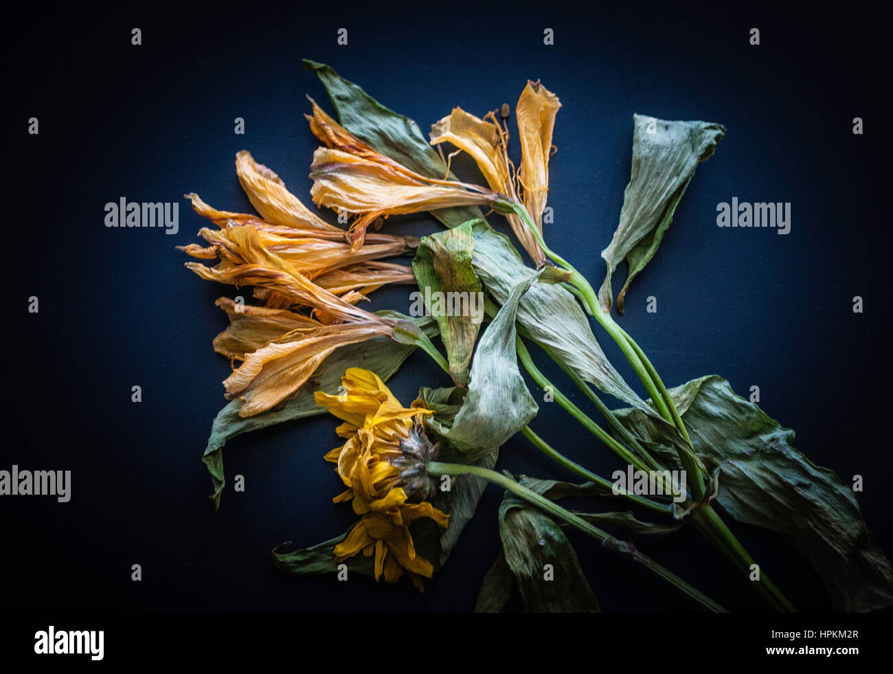 Dead Flowers, floral, gardening Stock Photo - Alamy