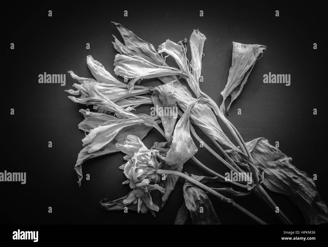 Dead blooms Black and White Stock Photos & Images - Alamy