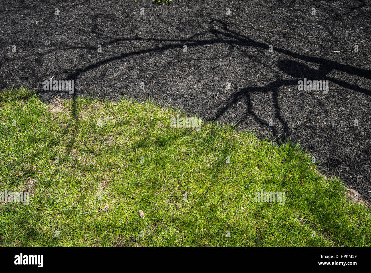 Tree limb shadow hi-res stock photography and images - Alamy