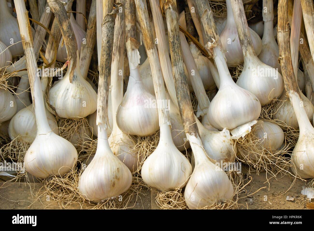 Garlic bulbs drying at a farm after harvesting Stock Photo - Alamy