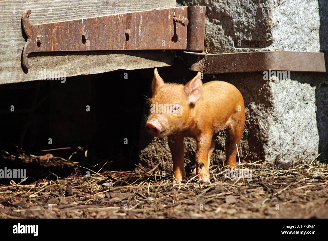 One Little Piglet Standing in a Farmyard Stock Photo - Alamy