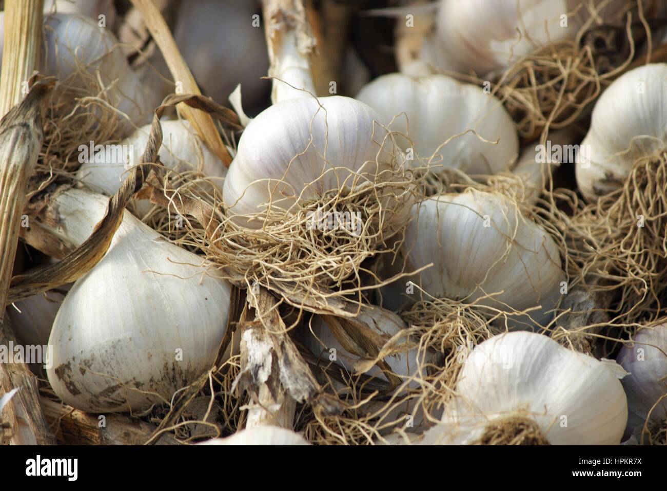 Garlic bulbs drying at a farm after harvesting Stock Photo - Alamy