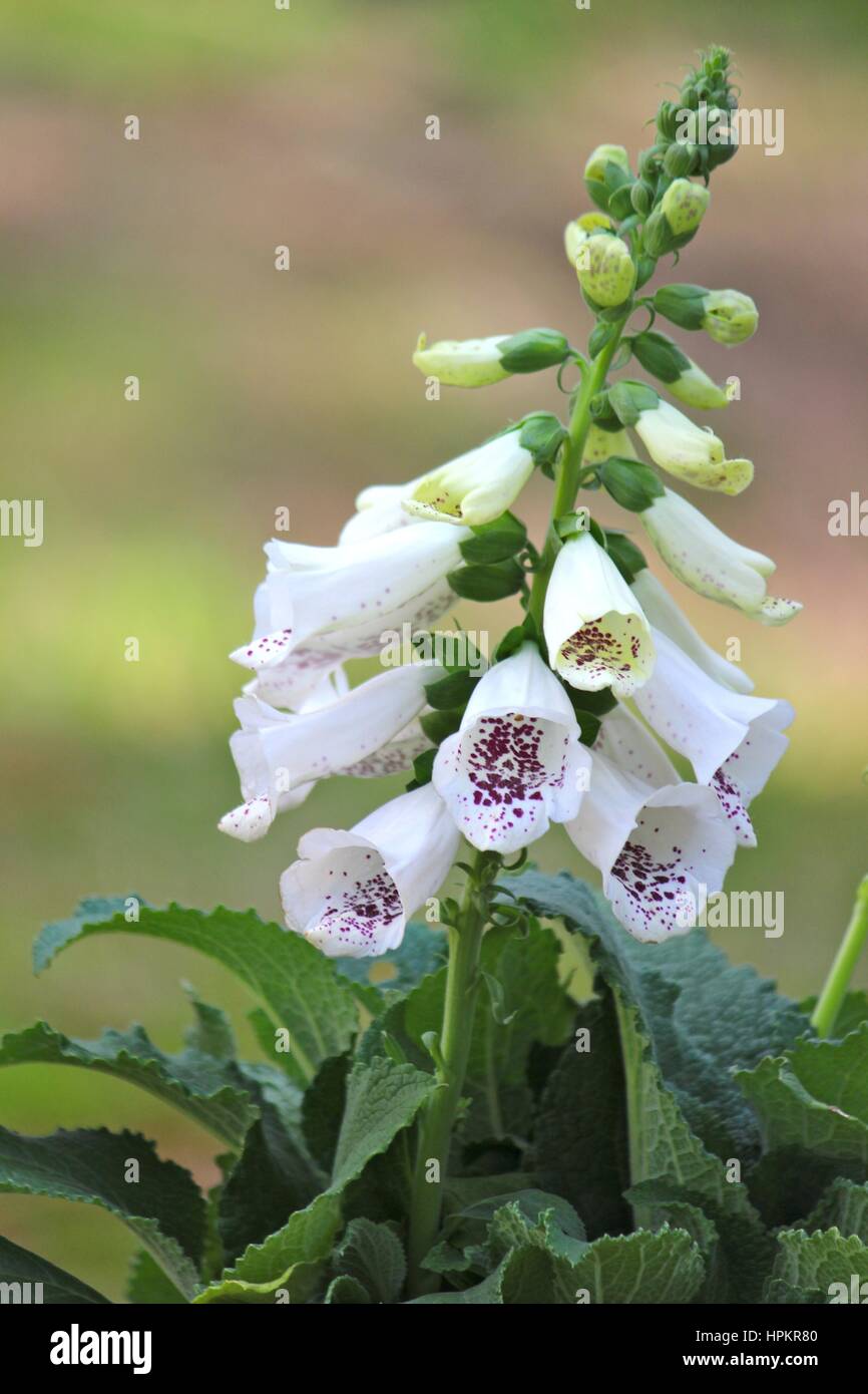 Digitalis purpurea leaves hi-res stock photography and images - Alamy