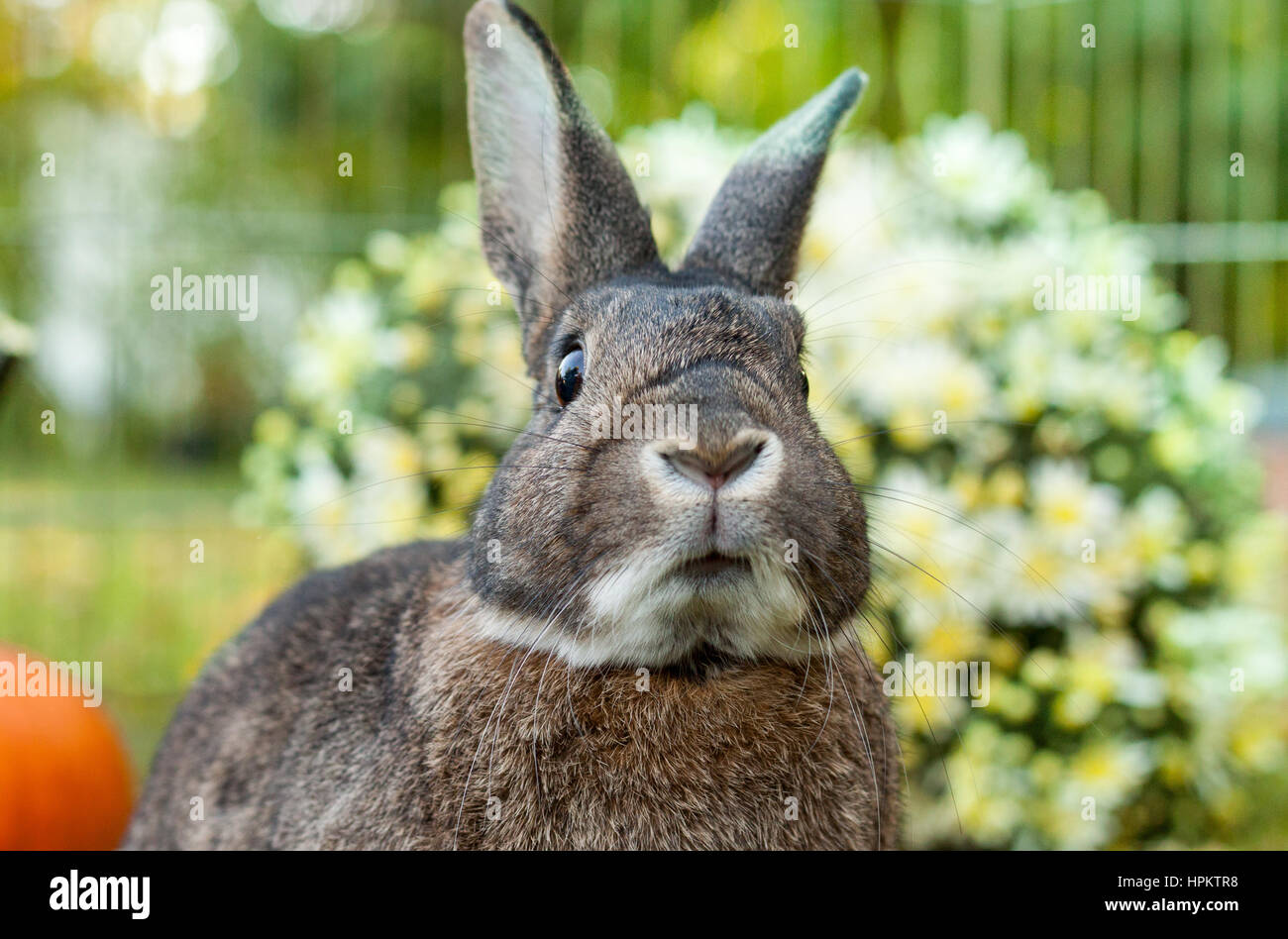 Cute and adorable small domestic rabbit mix with gray and brown fur and ...