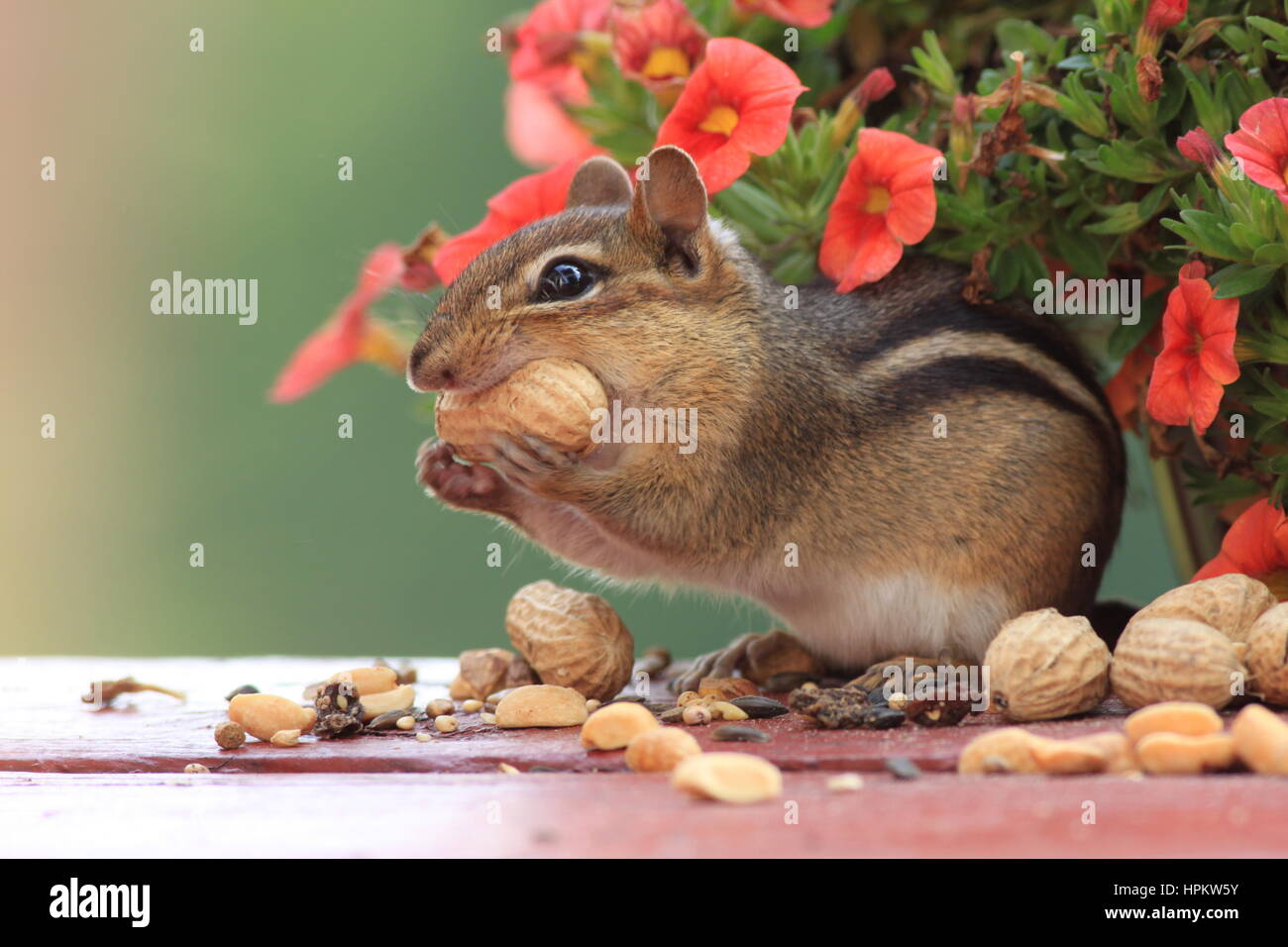 Cute Eastern Chipmunk (Tamias Striatus) stands next to Petunia flower ...
