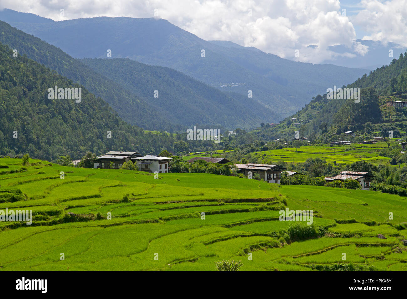Rice fields in the Mo Chu valley at Punakha Stock Photo - Alamy