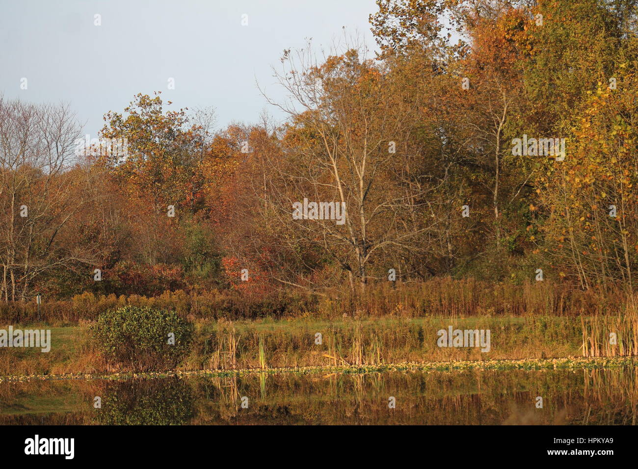 Pond at Bear Branch Nature Center Stock Photo - Alamy