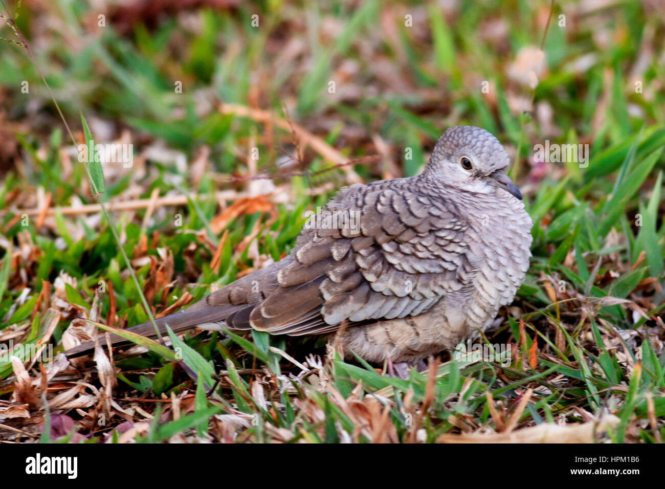 Inca Dove (Columbina inca) Costa Rica Stock Photo - Alamy
