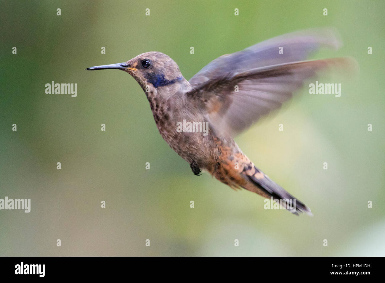 Brown Violetear Hummingbird flying (Colibri delphinae) Costa Rica Stock ...