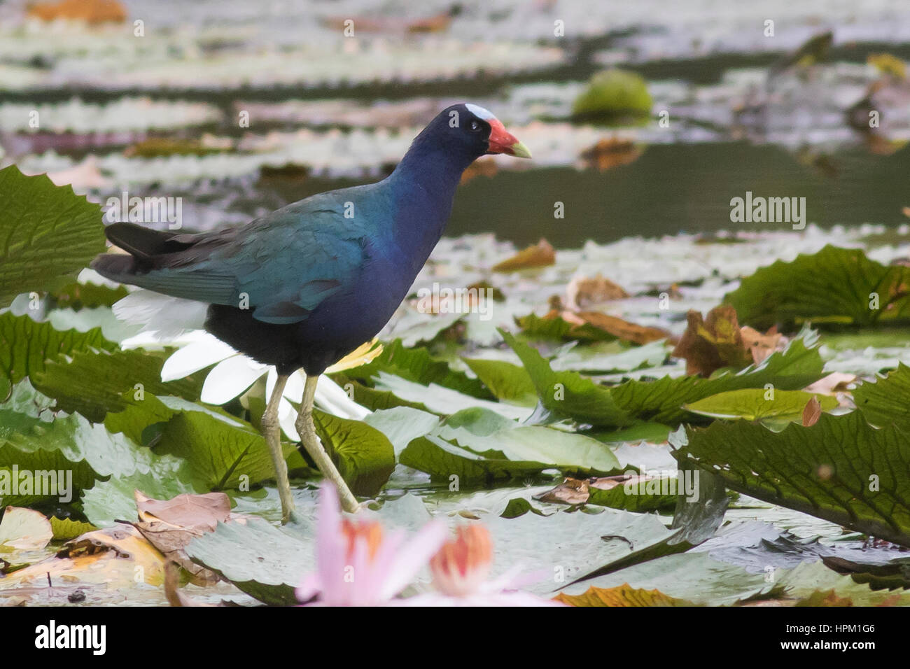 Purple Gallinule wading (Porphyrio martinicus) Costa Rica Stock Photo ...