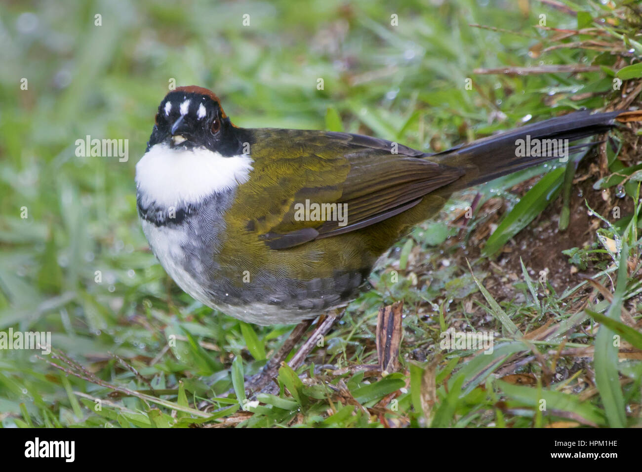 Chestnut-Capped Brush-Finch (Arremon brunneinucha) Costa Rica Stock ...
