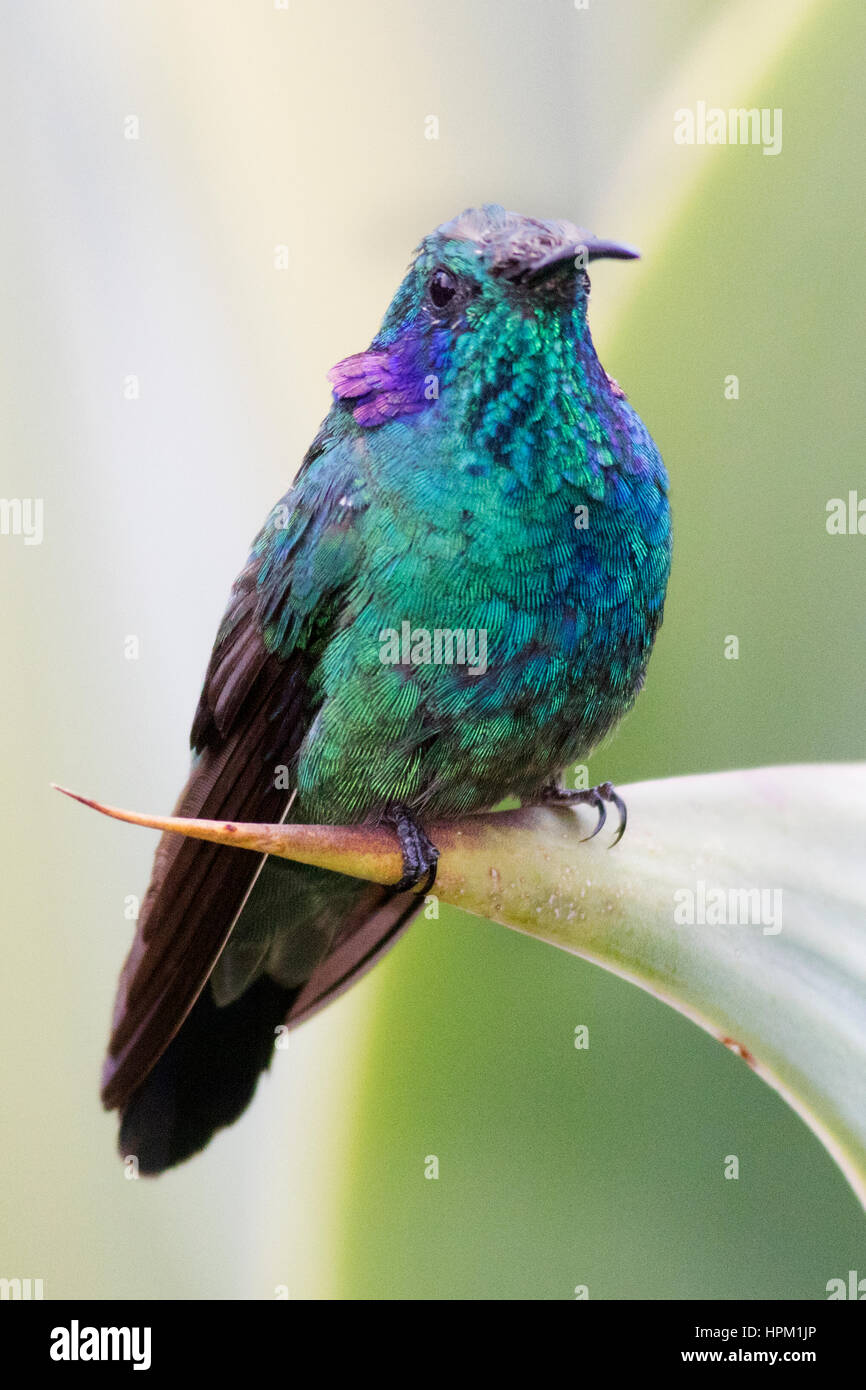 Green Violetear Hummingbird (Colibri thalassinus) Costa Rica Stock ...